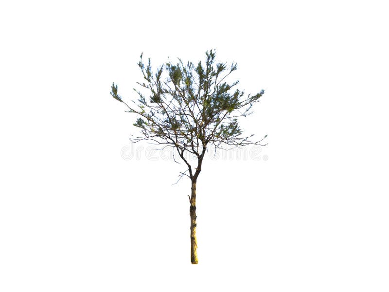 Beautiful Shape of Green Tree Isolated on White Background. Stock Photo ...