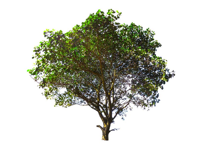 Beautiful Shape of Green Tree Isolated on White Background. Stock Photo ...