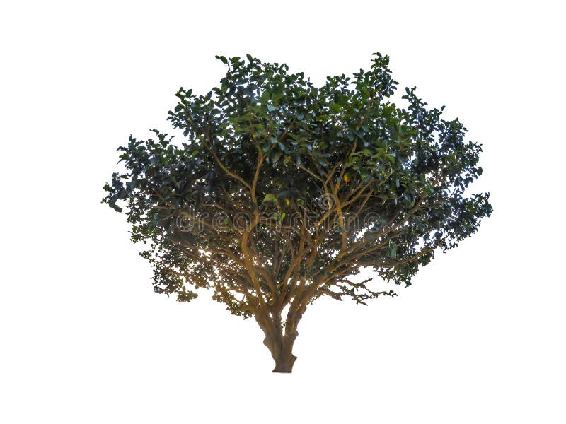 Beautiful Shape of Green Tree Isolated on White Background. Stock Photo ...