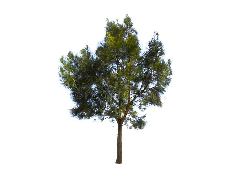 Beautiful Shape of Green Tree Isolated on White Background. Stock Image ...