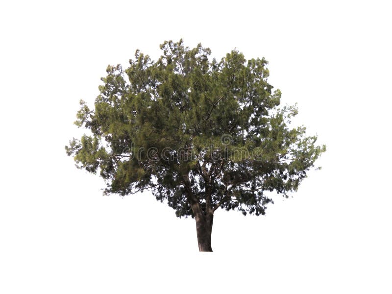 Beautiful Shape of Green Tree Isolated on White Background. Stock Image ...