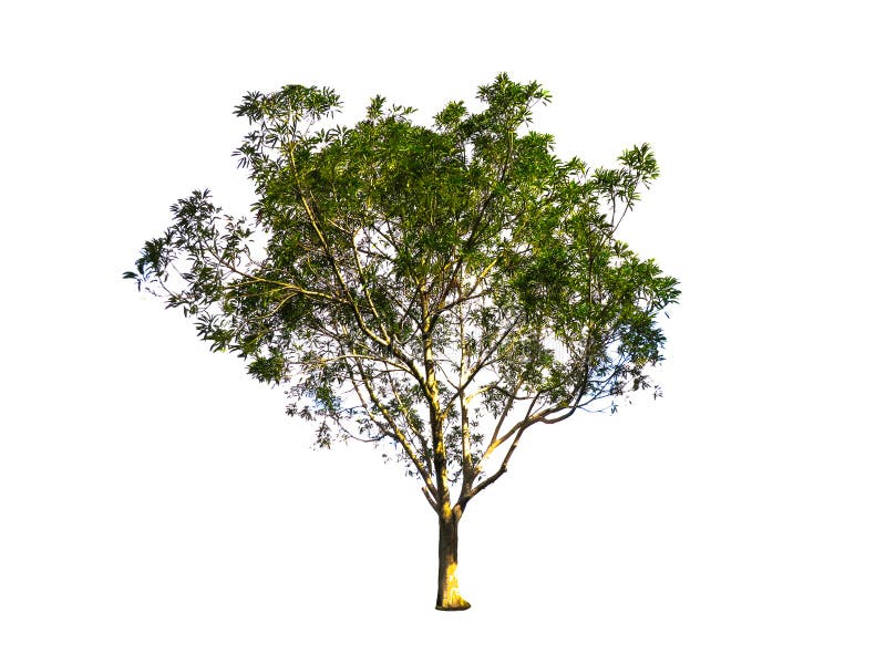 Beautiful Shape of Green Tree Isolated on White Background. Stock Image ...