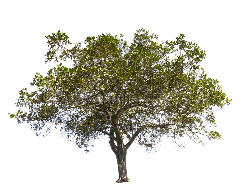 Beautiful Shape of Green Tree Isolated on White Background. Stock Photo ...