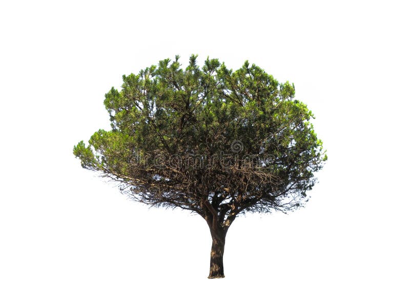 Beautiful Shape of Green Tree Isolated on White Background. Stock Photo ...