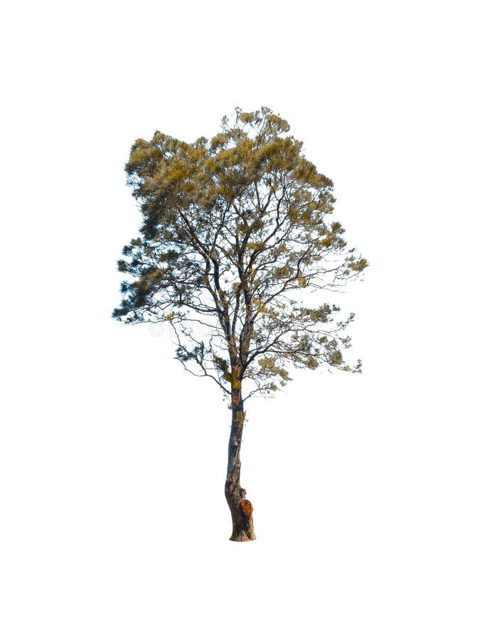 Beautiful Shape of Green Tree Isolated on White Background. Stock Photo ...