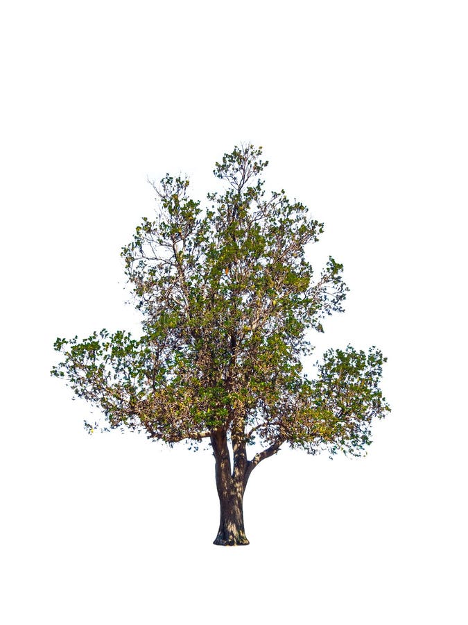 Beautiful Shape of Green Tree Isolated on White Background. Stock Image ...