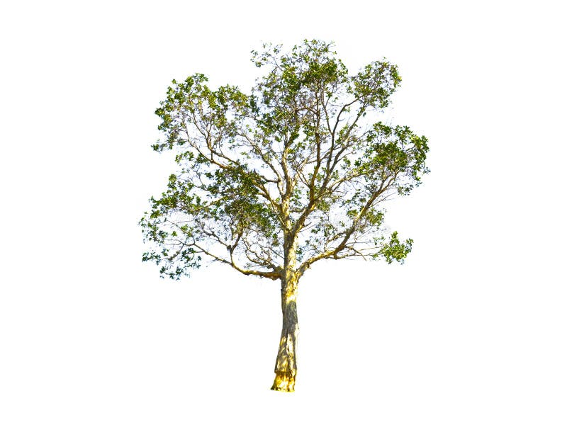 Beautiful Shape of Green Tree Isolated on White Background. Stock Photo ...