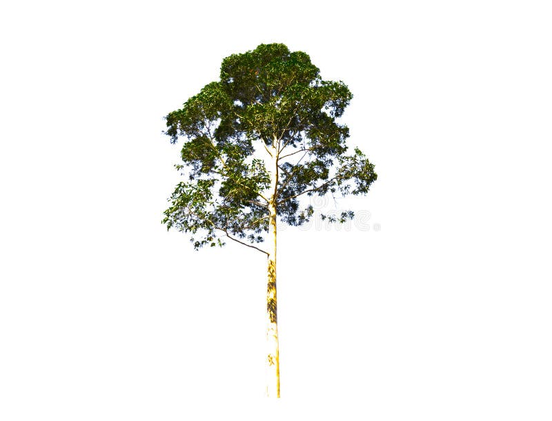 Beautiful Shape of Green Tree Isolated on White Background. Stock Photo ...