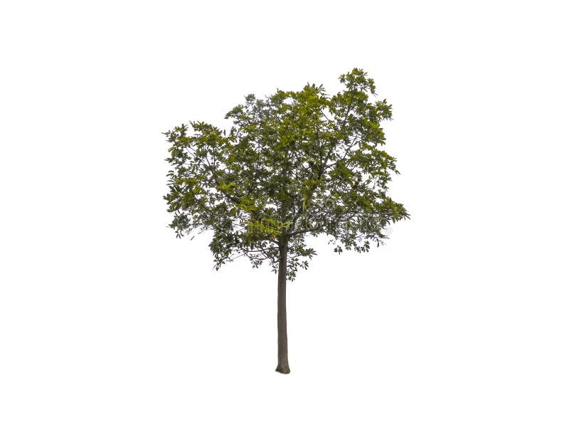 Beautiful Shape of Green Tree Isolated on White Background. Stock Photo ...