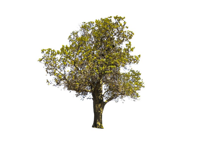 Beautiful Shape of Green Tree Isolated on White Background. Stock Image ...