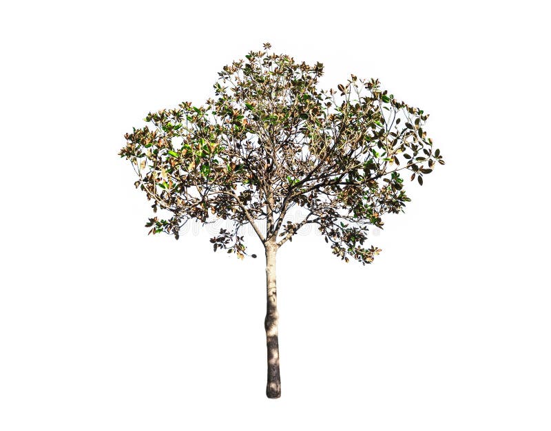 Beautiful Shape of Green Tree Isolated on White Background. Stock Photo ...