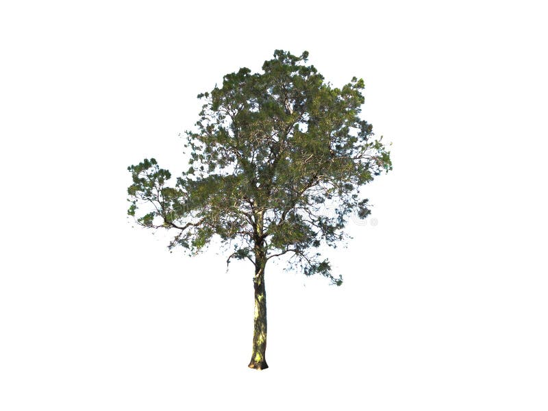 Beautiful Shape of Green Tree Isolated on White Background. Stock Photo ...