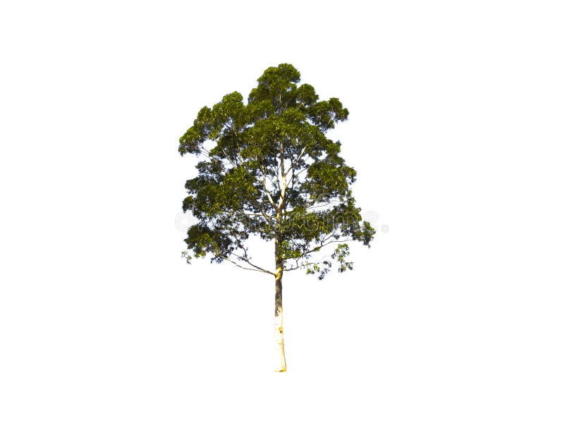 Beautiful Shape of Green Tree Isolated on White Background. Stock Photo ...