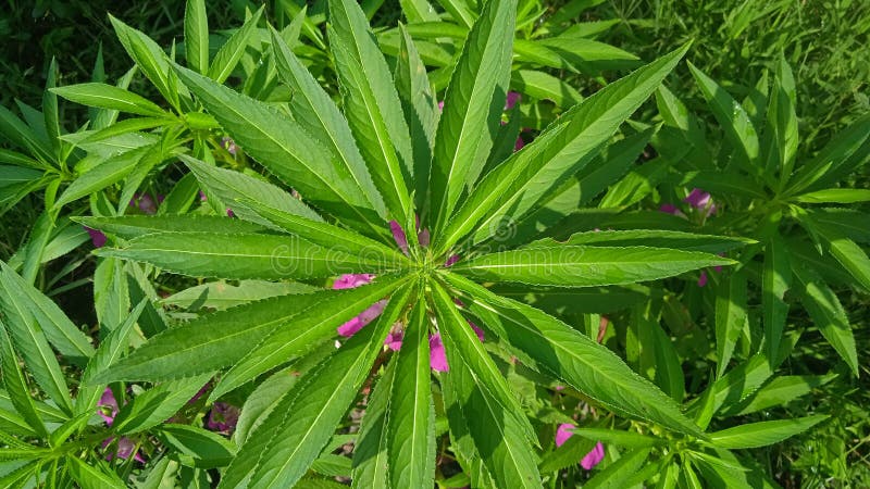 Beautiful Shape of Impatiens Balsamina Stock Photo - Image of shrub ...
