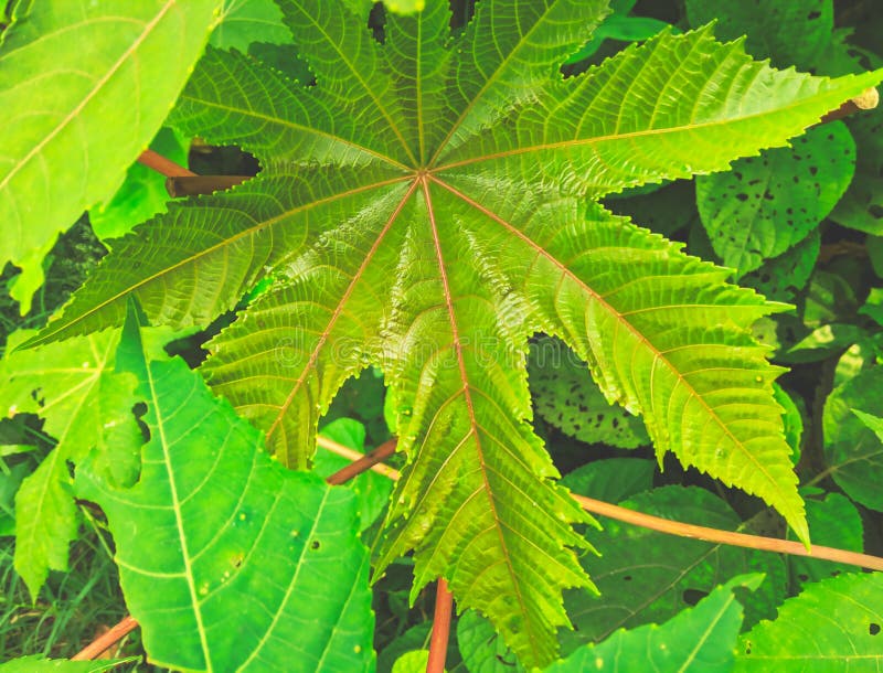 Beautiful Shape New Green Leaves in the Jangle Stock Photo - Image of ...