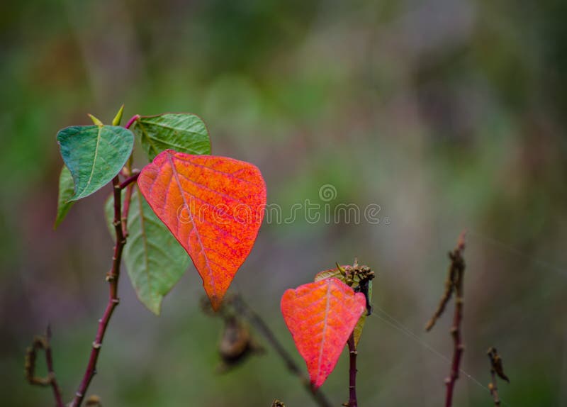 The Beautiful Shape of Red Leaves the Plant on the Mountain. Stock ...