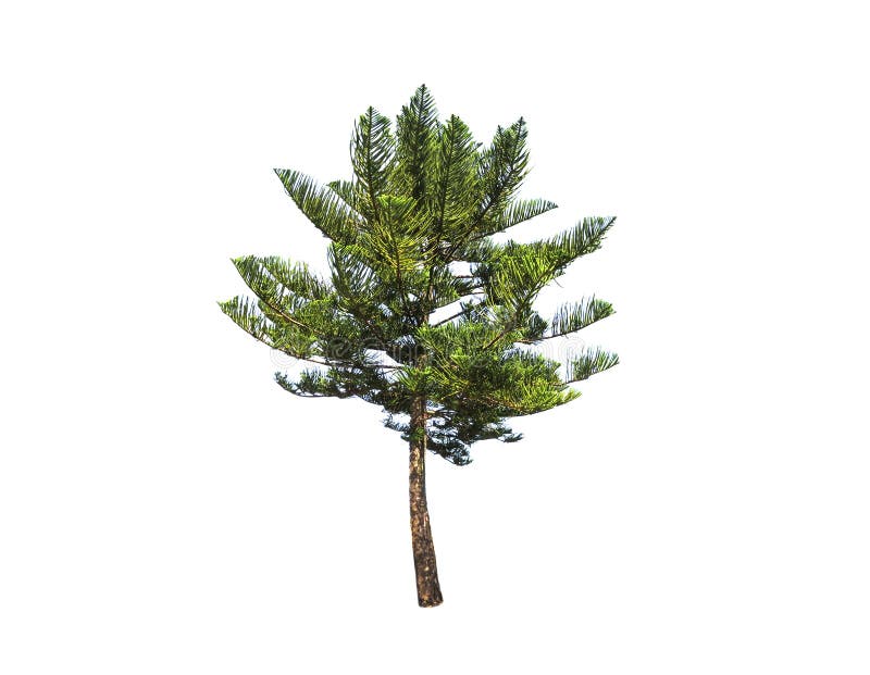 Dwarf Green Pine Tree Isolated on White Background. Stock Photo - Image ...