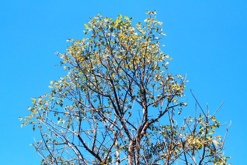 Beautiful Shape of Tree Branch Against Blue Sky Stock Image - Image of ...