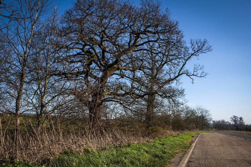Beautiful Shape of Tree and Its Environment Fresh Branches and Twigs ...
