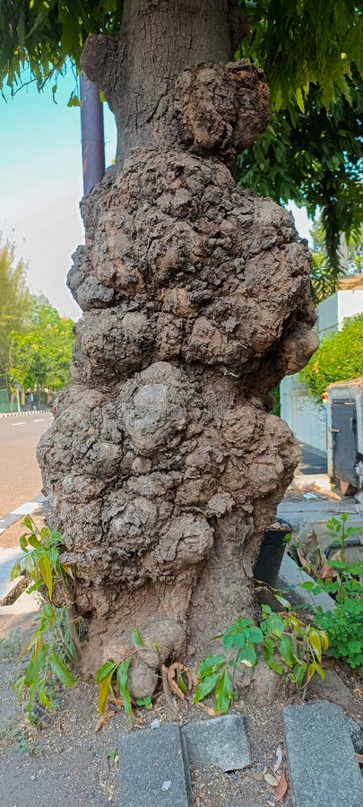 The Beautiful Shape of the Tree Trunk that Grows in Front of the House ...
