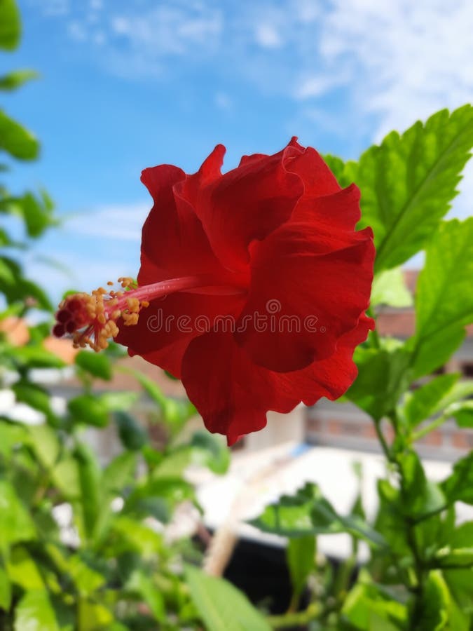 Beautiful Sharon Flowers on a Sunny Morning Stock Photo - Image of ...