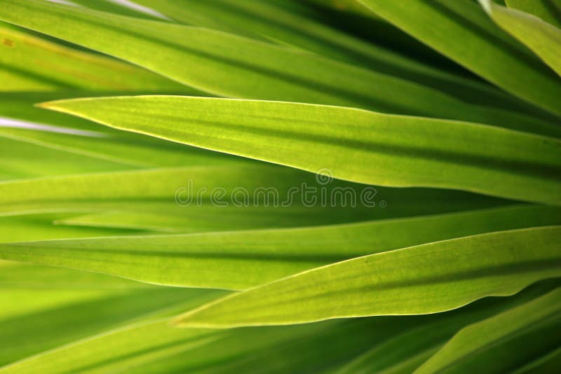 Beautiful sharp Leaf stock image. Image of garden, young - 17155359