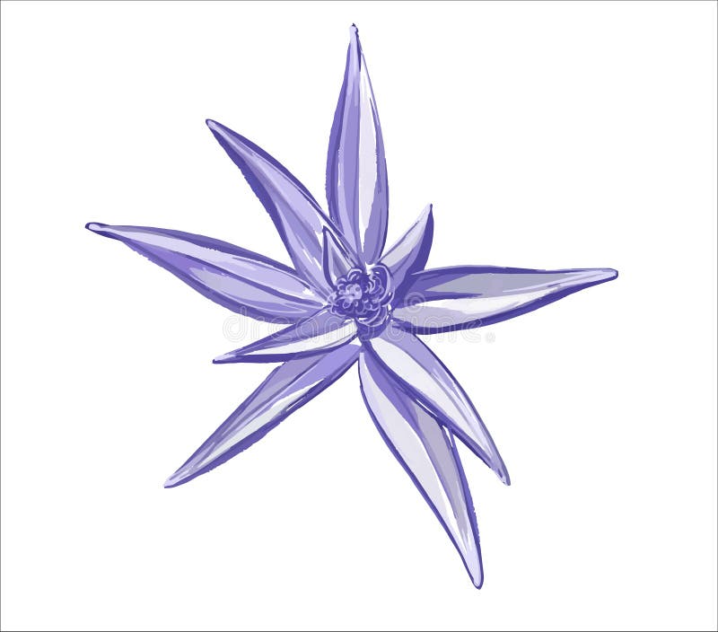 Beautiful Sharp Long Leaves of the Plant. Sprout Top View. Illustration ...