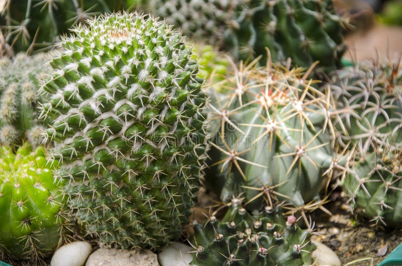 Beautiful Thorn Pattern of Cactus Skin in Garden Stock Image - Image of ...