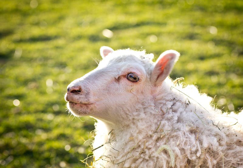 Beautiful sheep stock image. Image of grass, green, vibrant - 24687295