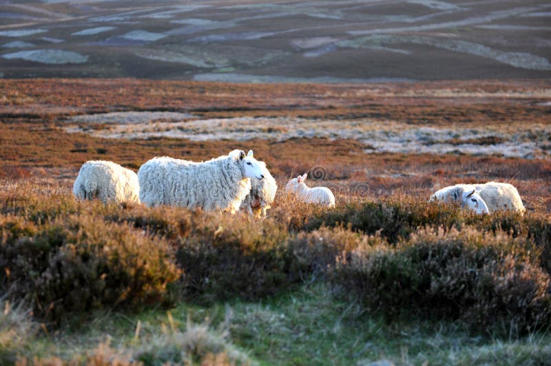 Beautiful sheep stock image. Image of warm, sheeps, animals - 63978763