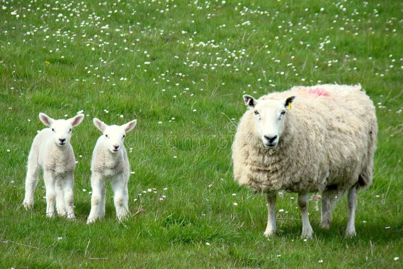 Beautiful sheep stock photo. Image of sheep, grass, beautiful - 63978752