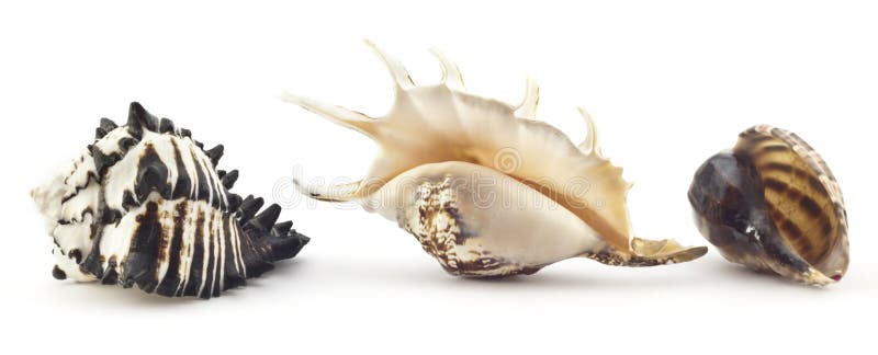 Single Beautiful Sea Shell Isolated Stock Photo - Image of shell ...