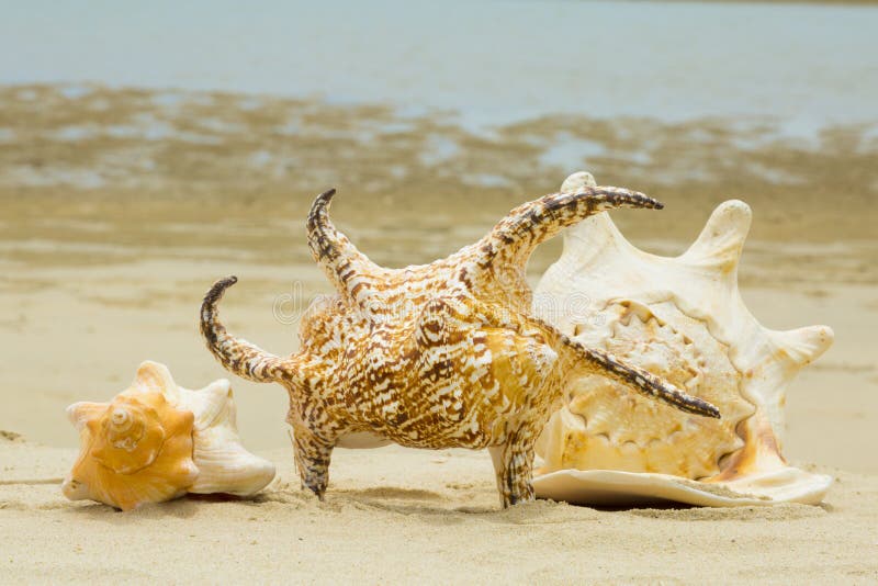 Beautiful shell and beach stock image. Image of nature - 44302755
