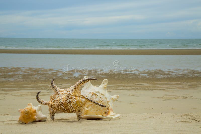 Beautiful shell and beach stock photo. Image of close - 44303644
