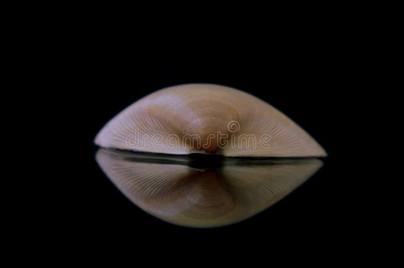 Shells with Great Patterns and Its Reflection Stock Image - Image of ...