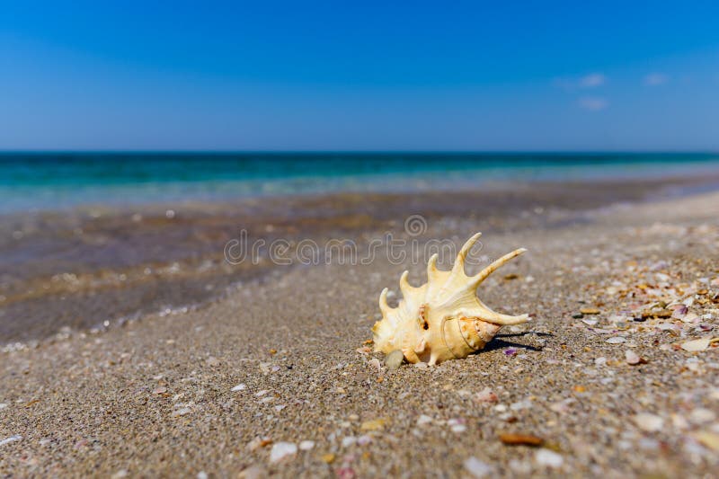 A Beautiful Shell on the Black Sea Coast in Crimea Stock Photo - Image ...
