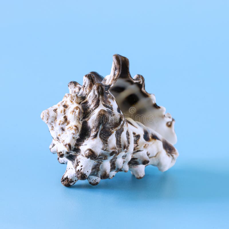 Beautiful Shell on a Blue Background Stock Photo - Image of spiral ...