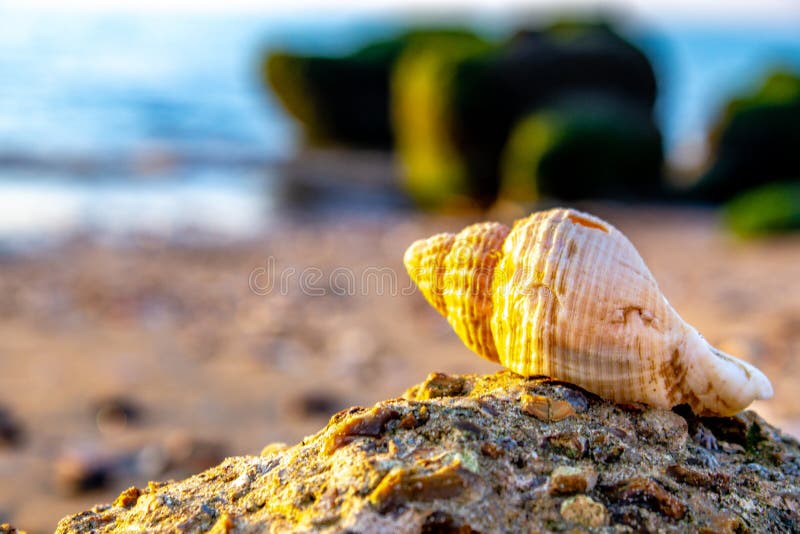 One Beautiful Sea Shell on a Beach Stock Image - Image of mollusc ...