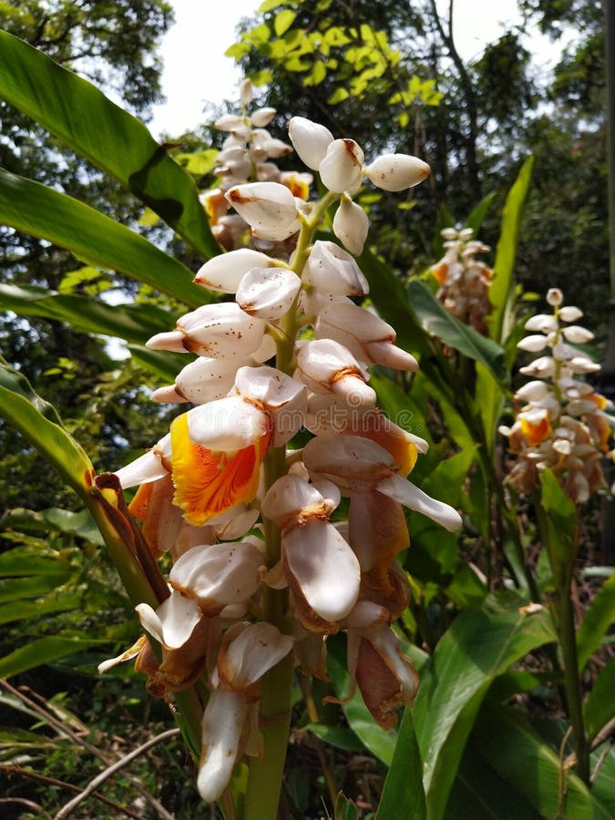 Beautiful Shell Ginger in Lung Fu Shan County Park Hongkong Stock Image ...