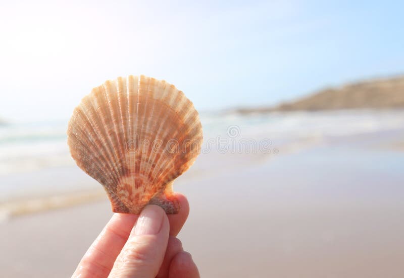 Shell on hand stock image. Image of forest, branch, background - 60564153