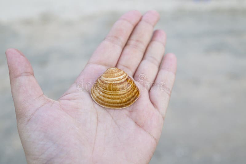 Beautiful Shell on the Hand Stock Photo - Image of travel, seashore ...
