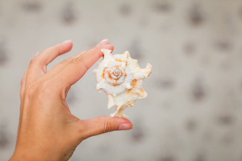 Beautiful Shell in Her Hand. Geometric Shape of Shells Stock Photo ...