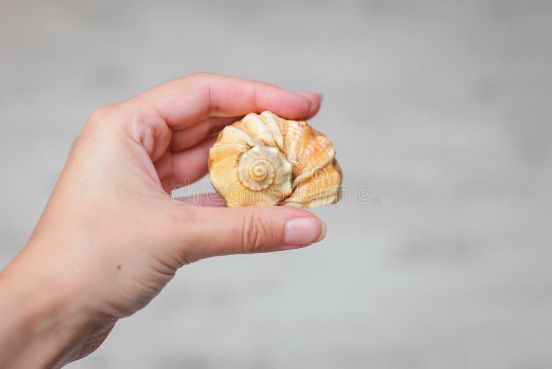 Beautiful Shell in Her Hand. Geometric Shape of Shells Stock Photo ...