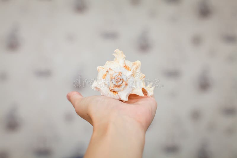 Beautiful Shell in Her Hand. Geometric Shape of Shells Stock Photo ...
