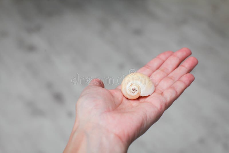 Beautiful Shell in Her Hand. Geometric Shape of Shells Stock Image ...