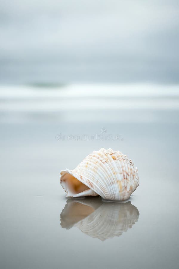 Shell on White Sand by the Crystal Clear Ocean. Stock Illustration ...