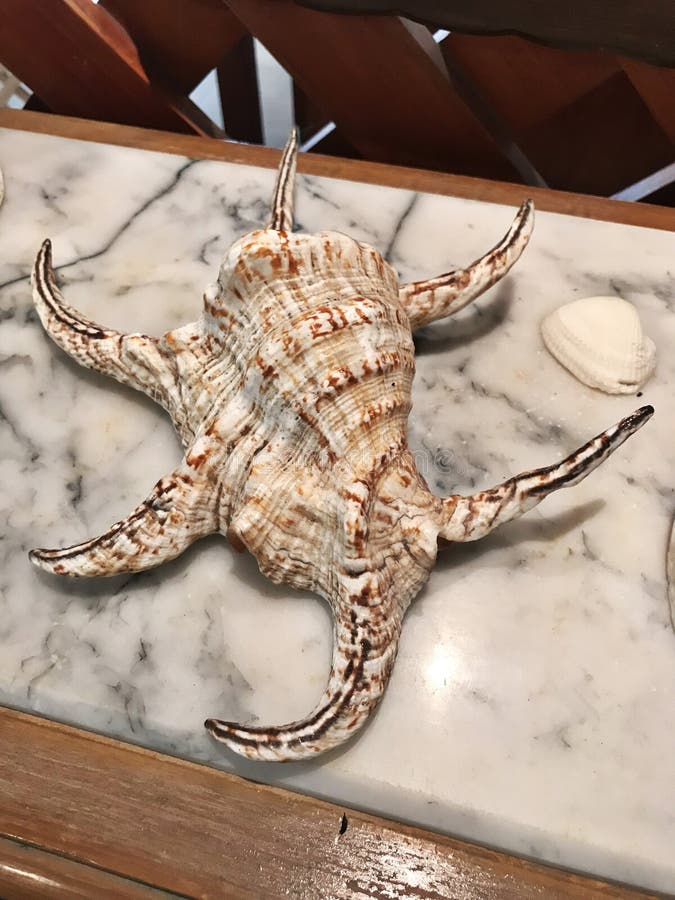 A beautiful shell. stock image. Image of cover, attractive - 124922301