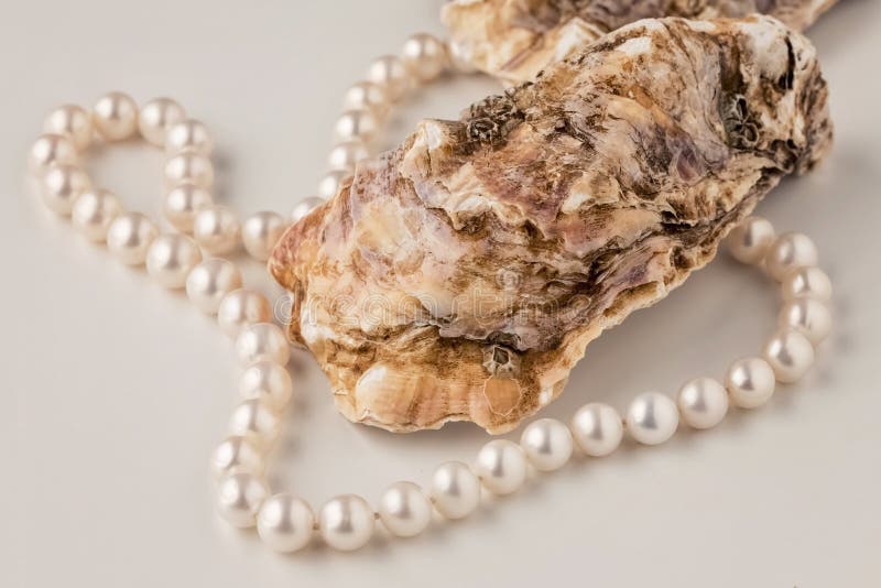 Beautiful Shell Oyster Empty with Pearls Stock Photo - Image of oyster ...