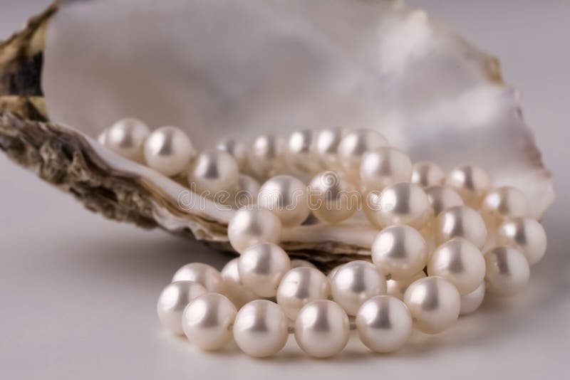 Beautiful Shell Oyster Empty with Pearls Stock Image - Image of light ...