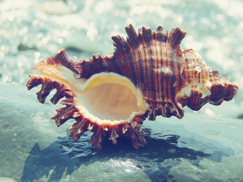 One Beautiful Sea Shell on a Beach Stock Image - Image of mollusc ...